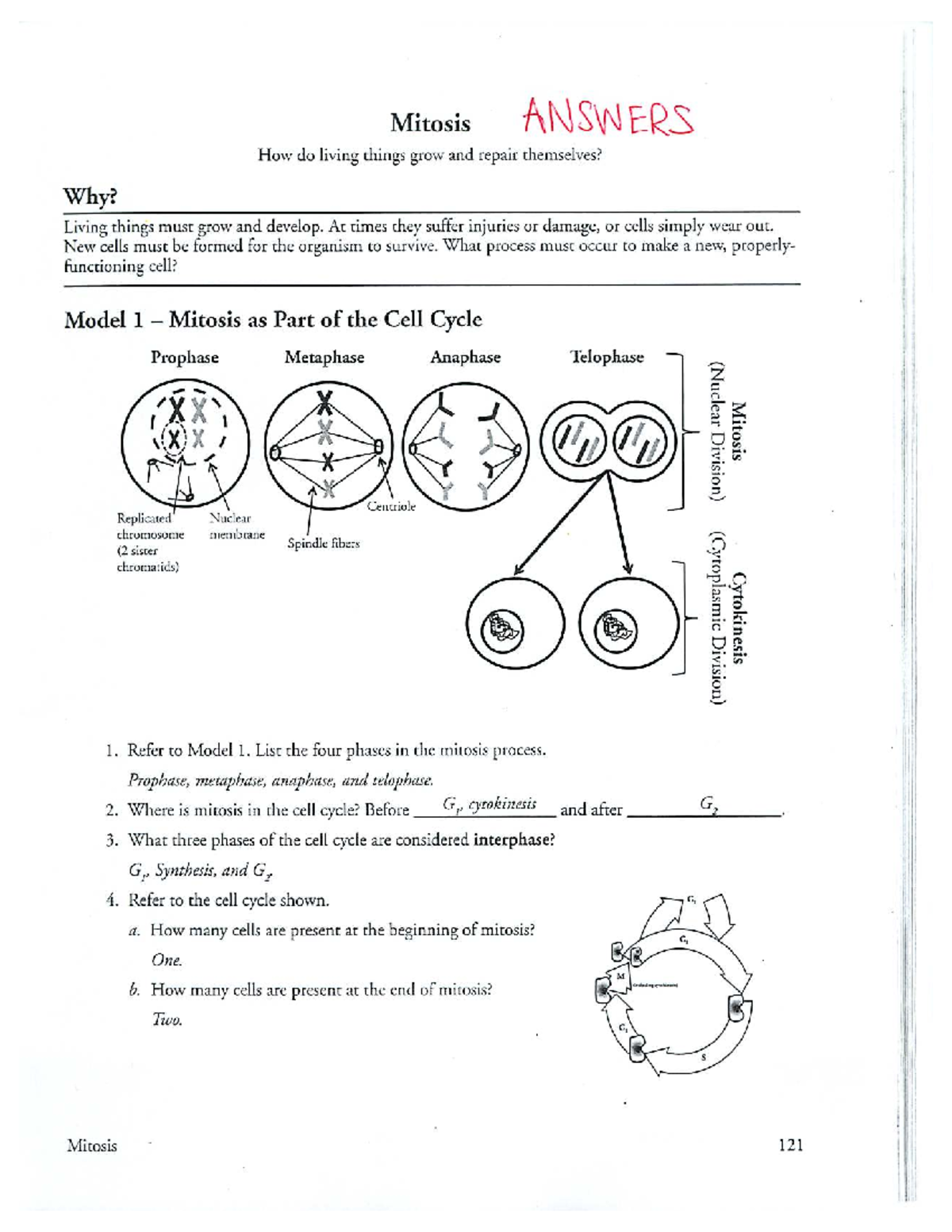 Mitosis Pogil Answers BSCI 1511 Studocu