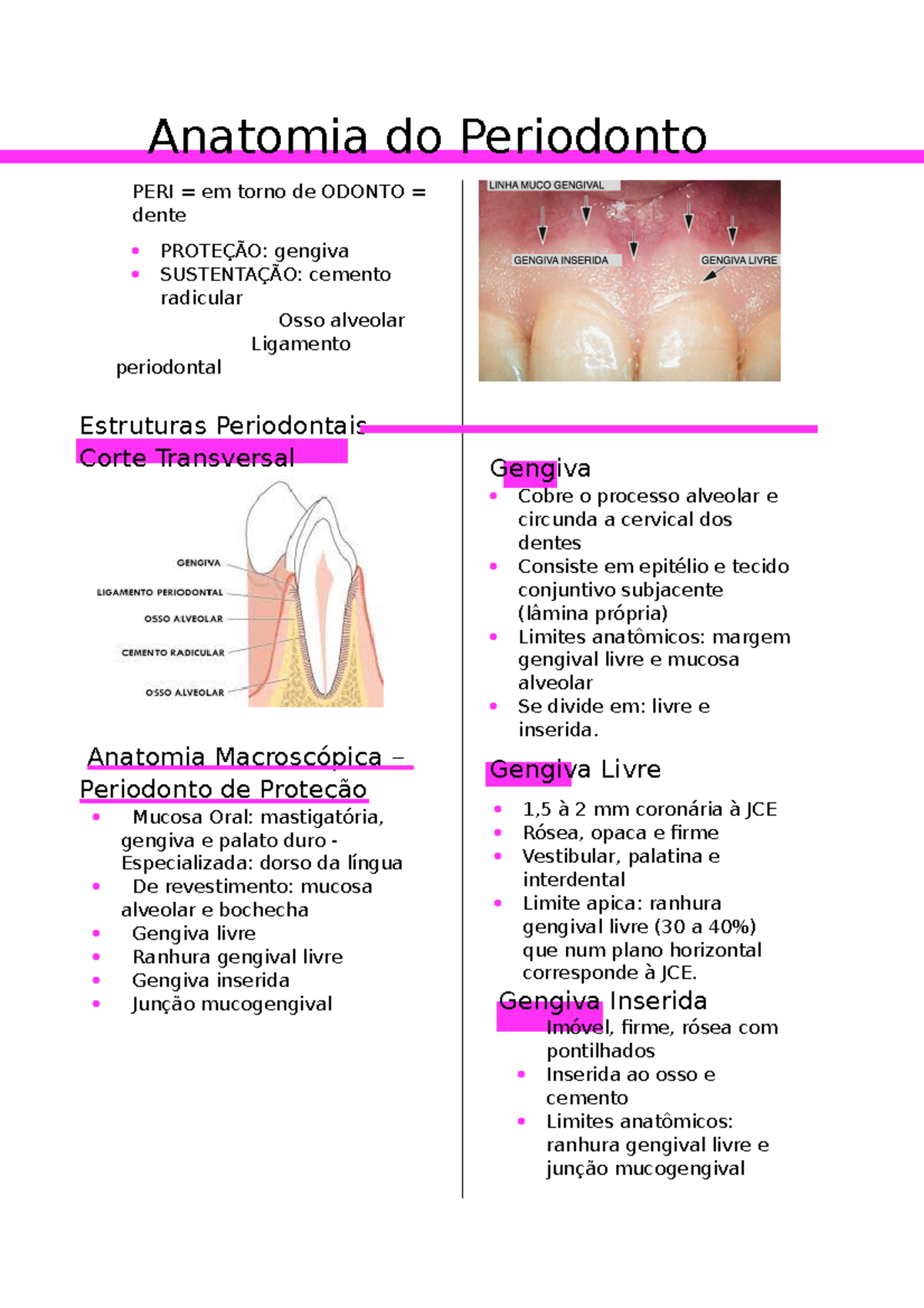 Anatomia do Periodonto - Anatomia do Periodonto PERI = em torno de ...