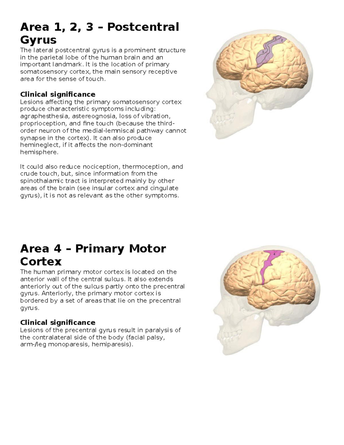 256522176-Brodmann-Areas-and-Cortical-Functions - Area 1, 2, 3 ...