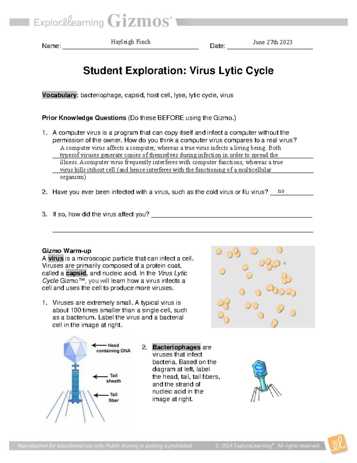 Unit 3 Lab Virus Lytic Cycle SE - Name ...