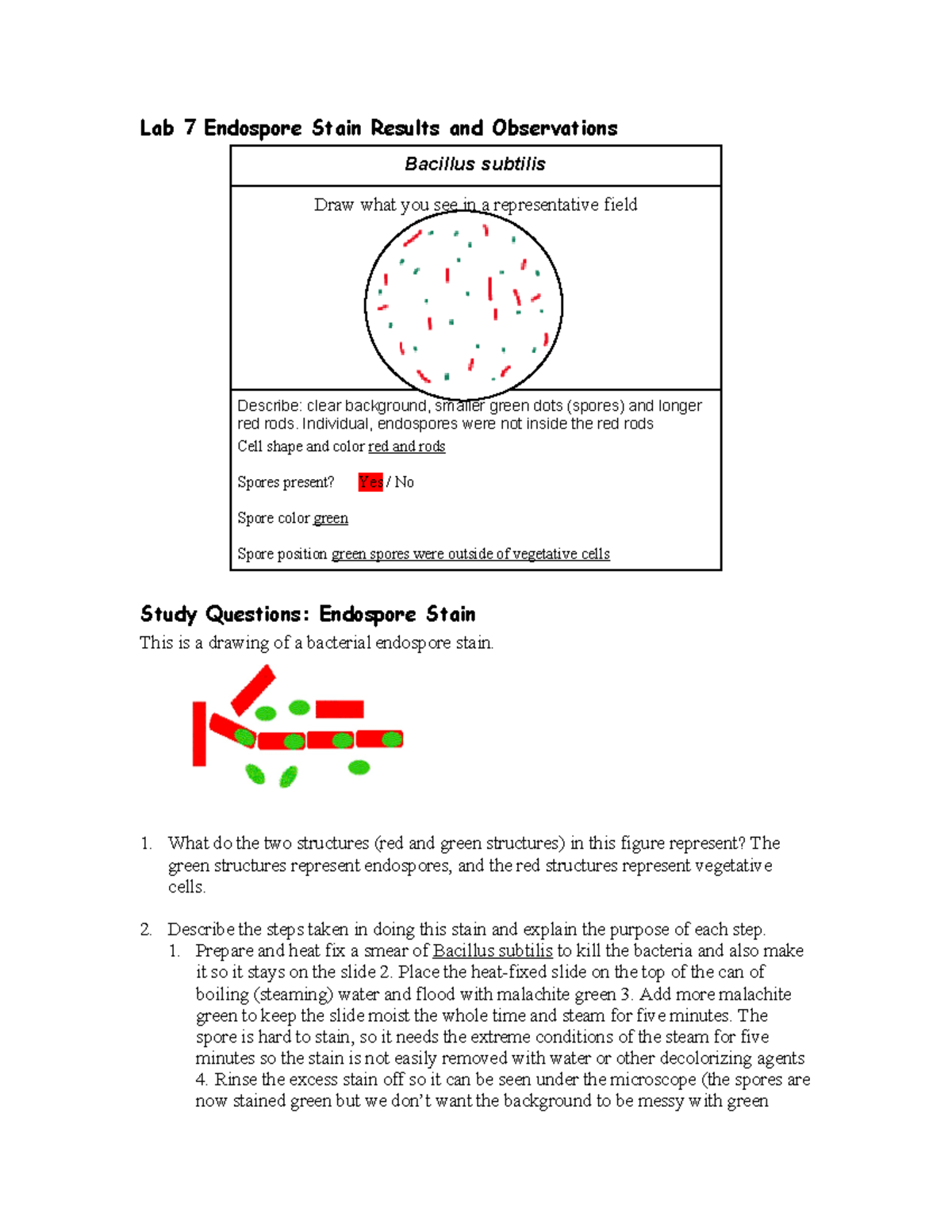 Lab 7 Study Questions Endospore - Lab 7 Endospore Stain Results and ...