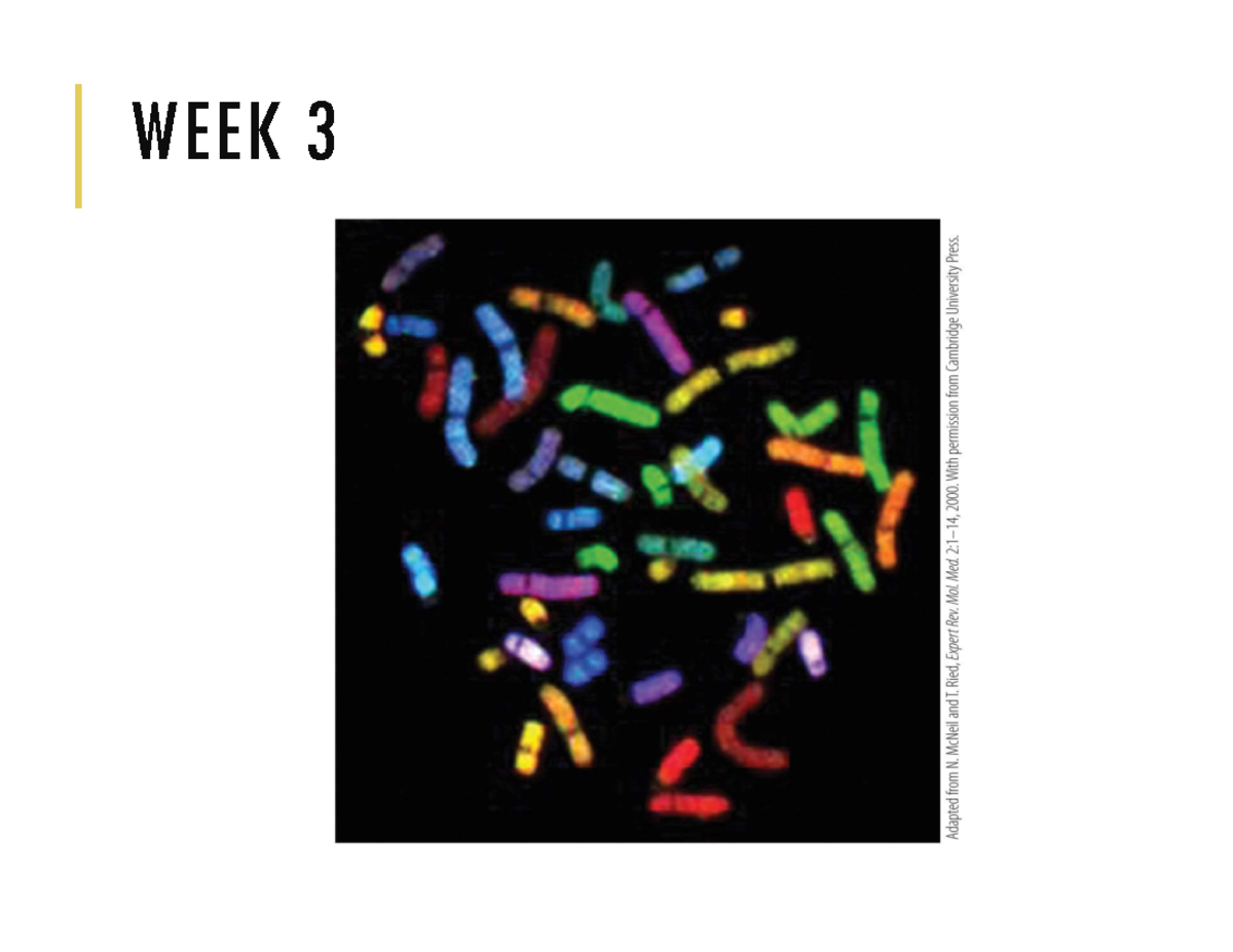 WEEK 3 - Genomes, Intro to DNA packaging, Eukaryotic DNA Packaging ...