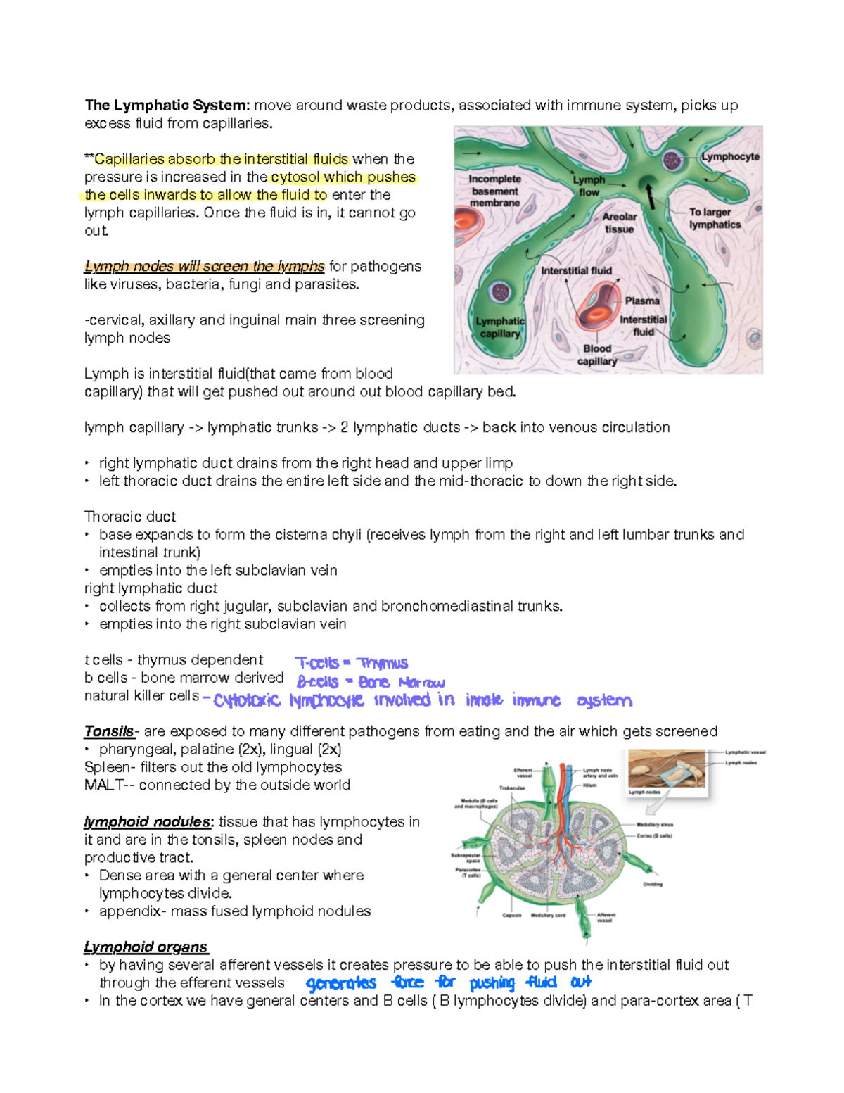 The lymphatic system - The Lymphatic System : move around waste ...