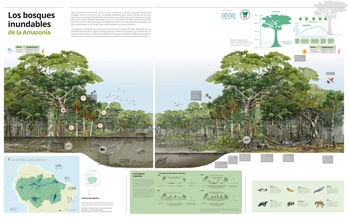 Infografia Bosques Inundables - Es polinizado por abejas pequeÒas. Aves, mamÌferos y roedores ...