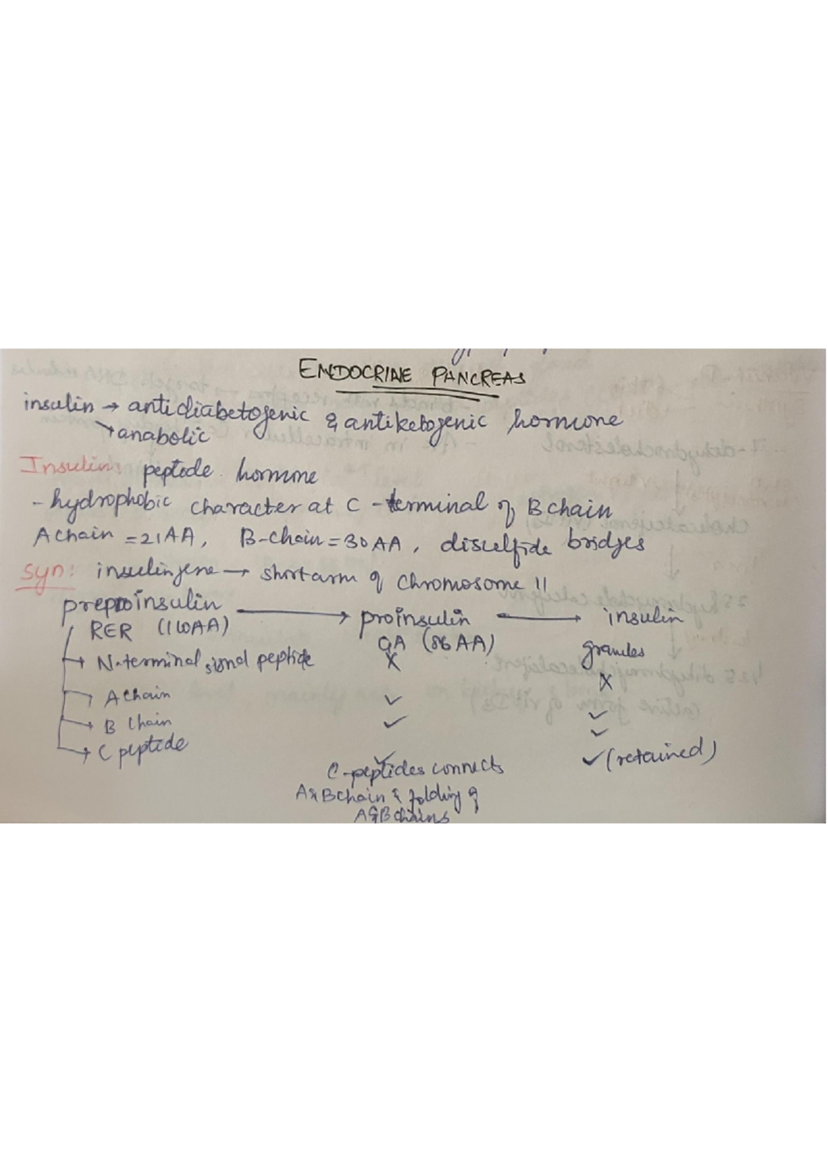 Endocrine pancreas- Insulin and glucagon - Physiology - Studocu