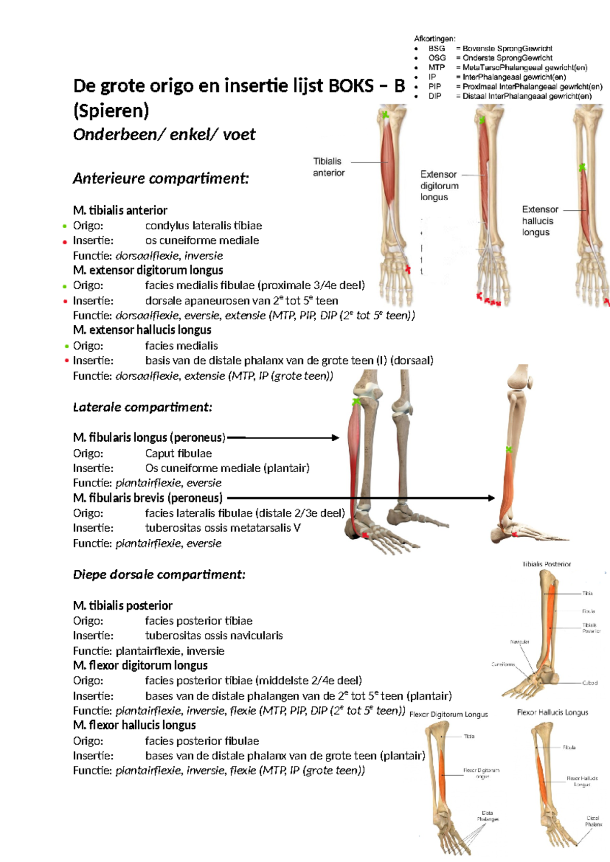 BOKS anatomie uitwerkt WSH - De grote origo en insertie lijst BOKS – B ...