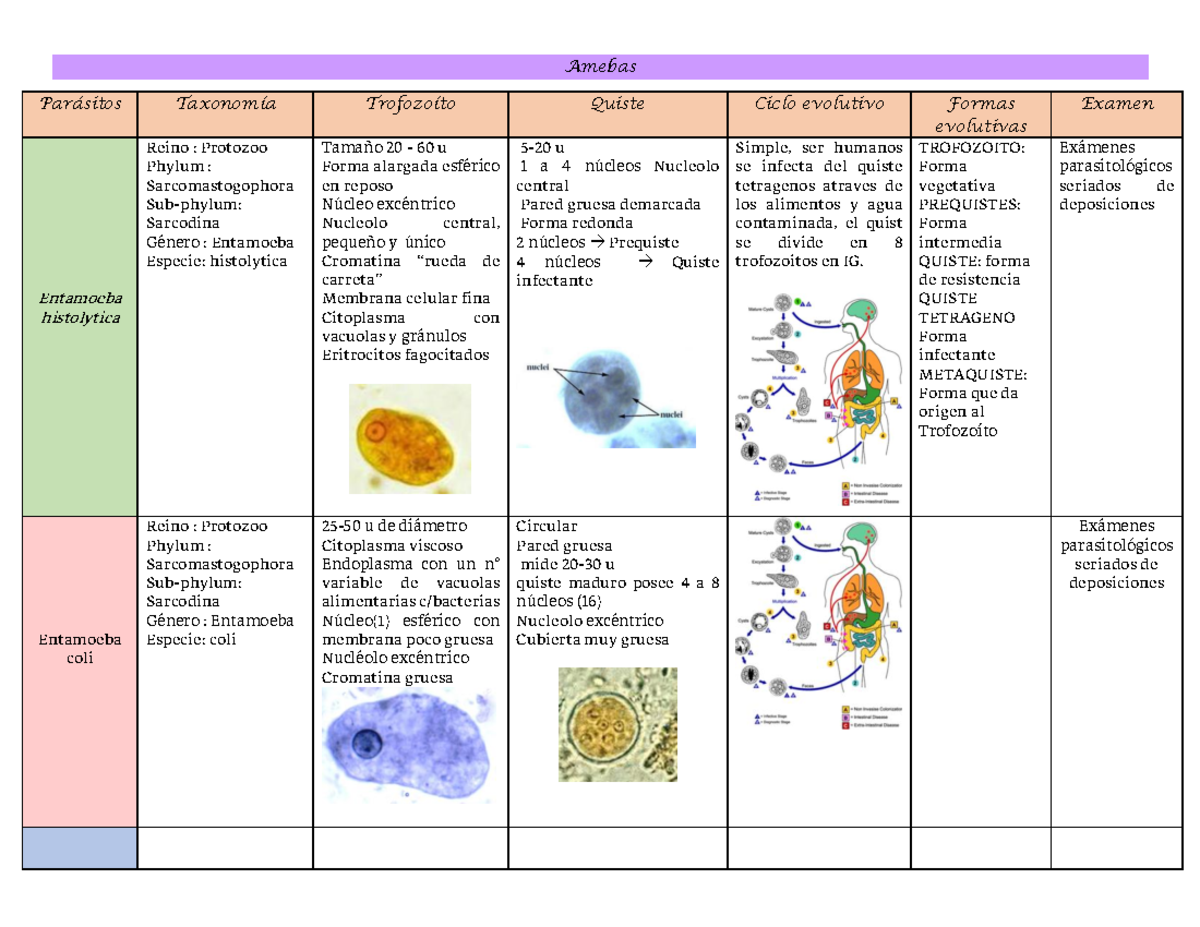 Amebas resumen - Amebas Parásitos Taxonomía Trofozoíto Quiste Ciclo evolutivo Formas evolutivas ...