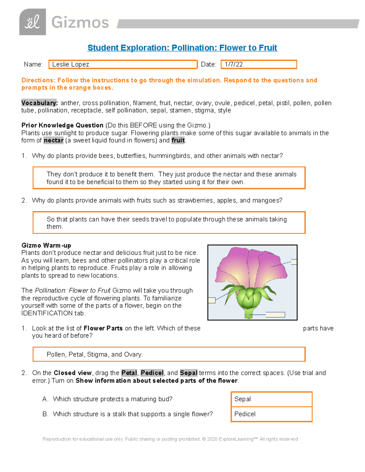 Gizmos Lab Pollination Flower To Fruit BIOL 1402 Cal State East