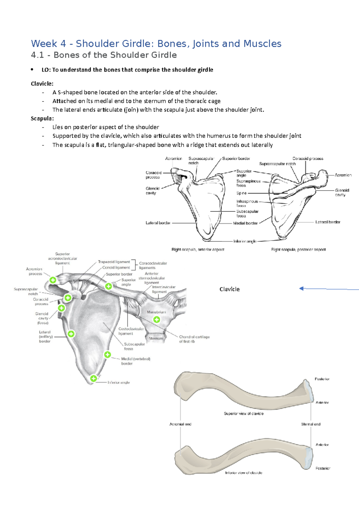 Week 4 shoulder girdle - Manual of Structural Kinesiology - Week 4 ...