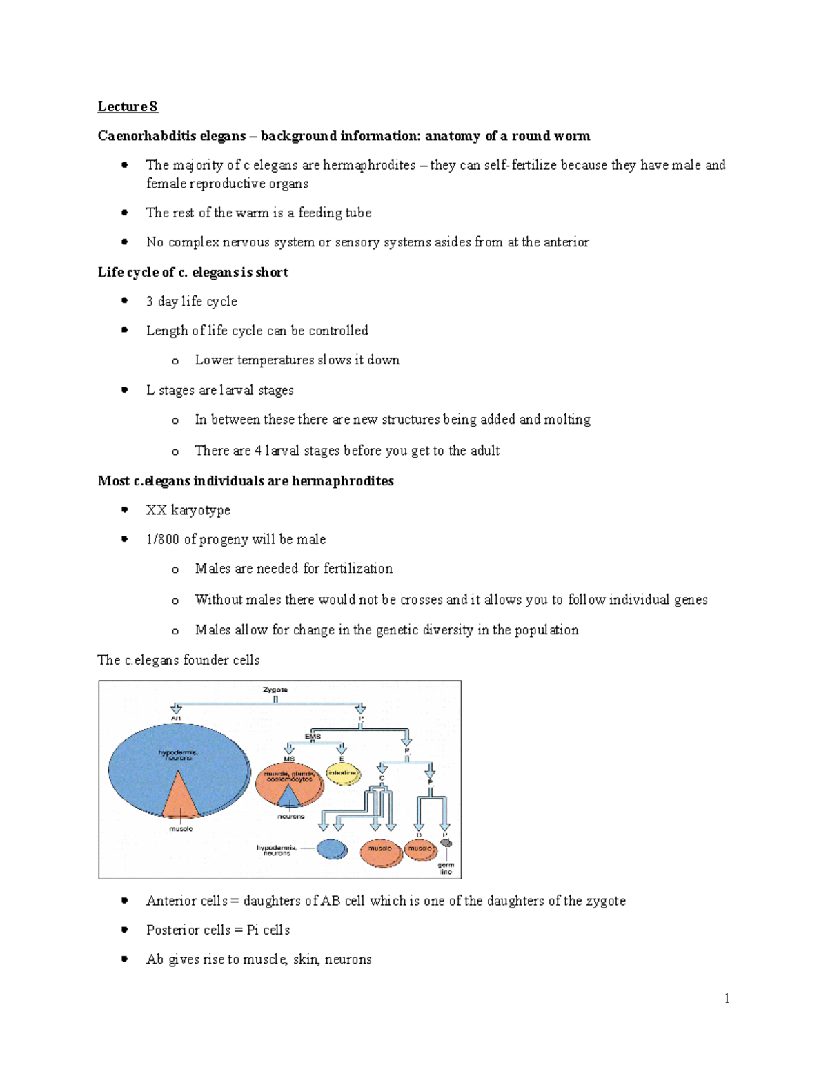 Lecture 8 - Lecture 8 Caenorhabditis elegans – background information: anatomy of a round worm ...