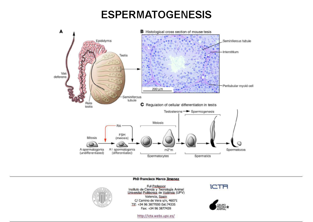 Tema 3. Espermatogenesis - ESPERMATOGENESIS Espermatogénesis Objetivos ...