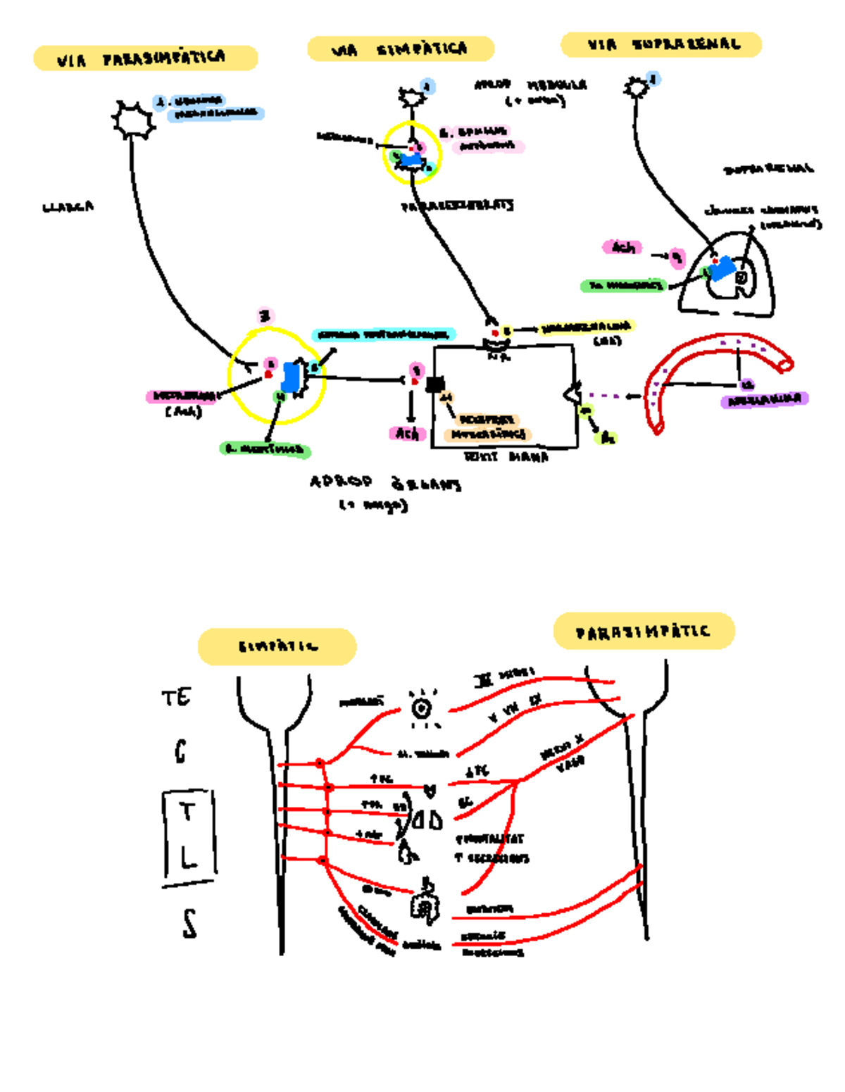 Aula Inversa SNA - Esquema sistema nervioso autonomo - VIA ...