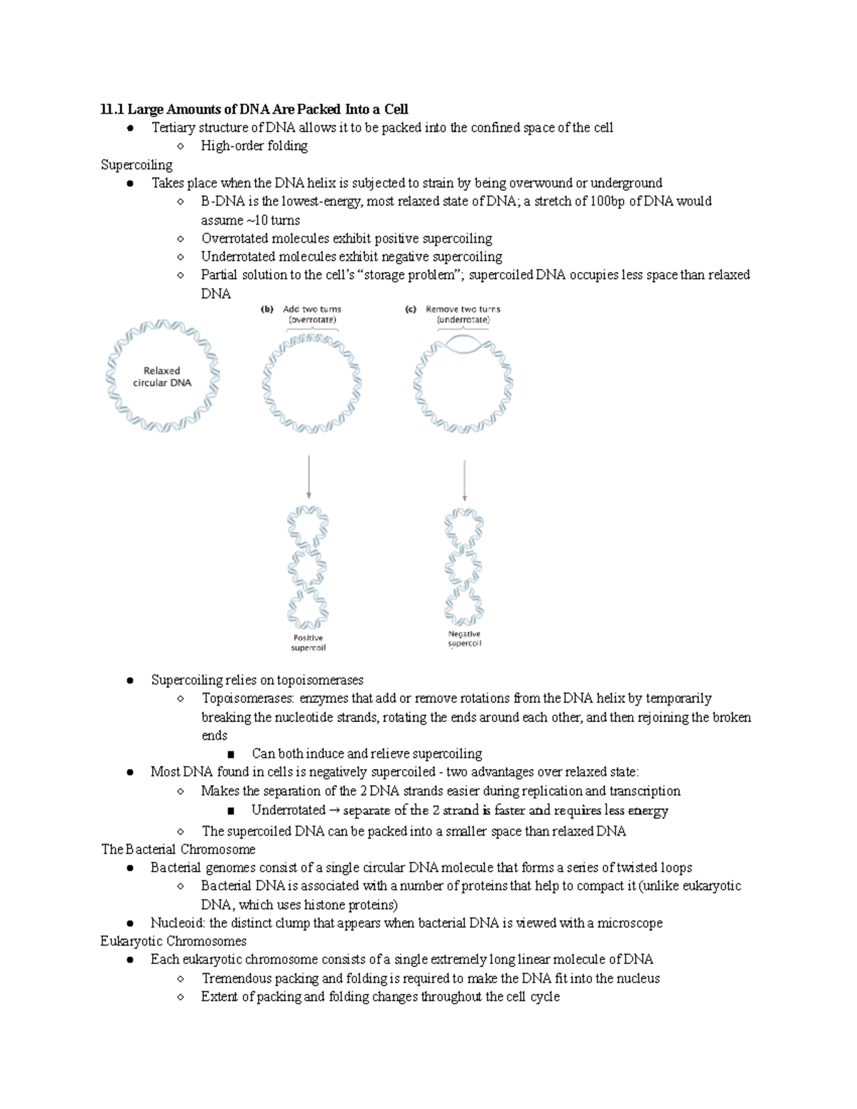 BIO 142 Week 8 Readings - Chapter 11 - DNA within the cell, DNA classes ...