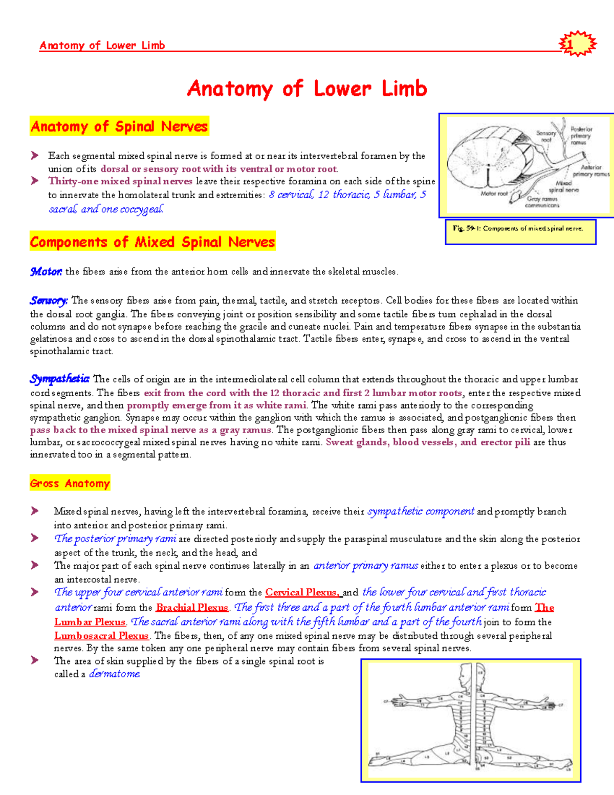 Anatomy of the lower limb - Integrating by Parts - Studocu