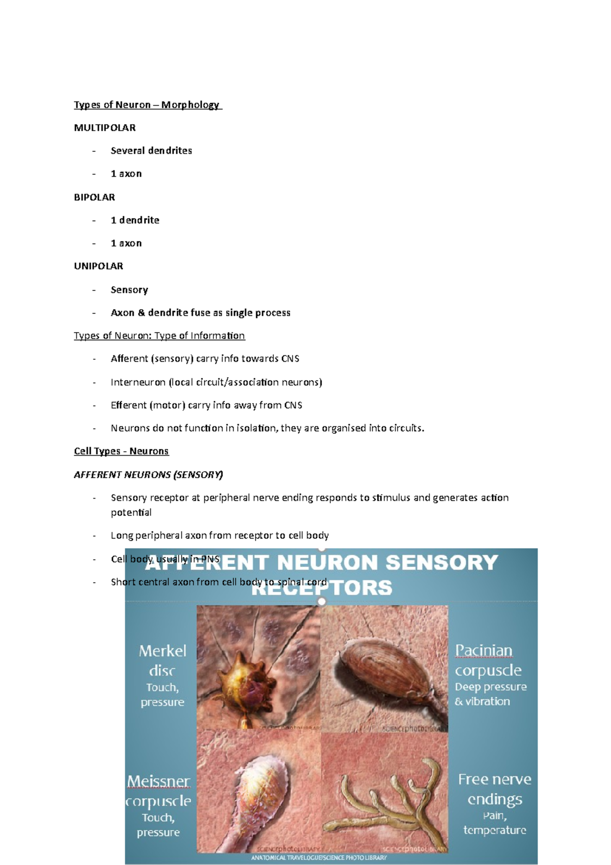 Bio Note 42 - Lecture notes 1-3 - Types of Neuron – Morphology ...