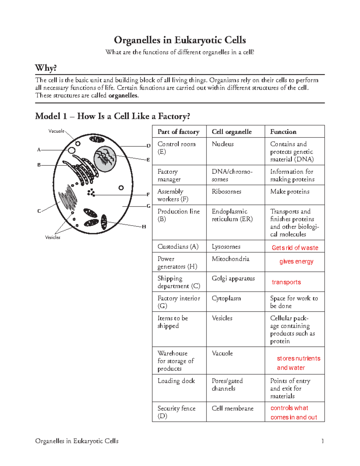 - 8 Organelles in Eukaryote Cells-S - Organelles in Eukaryotic Cells 1 ...
