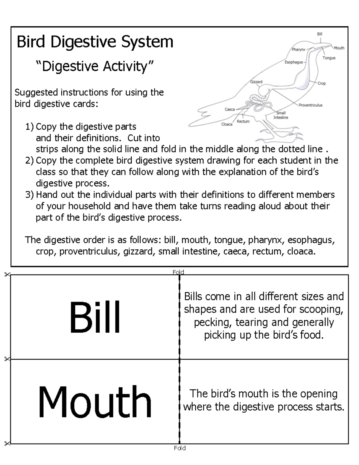 Bird Digestive System - Fold Suggested instructions for using the bird ...