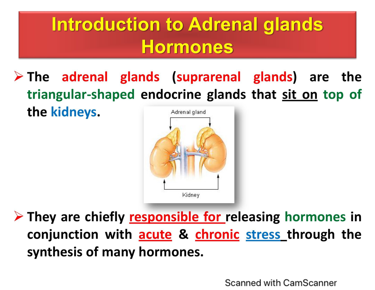 1- Adrenocorticoids Fall 2021 - Clinical Pharmacy - Studocu
