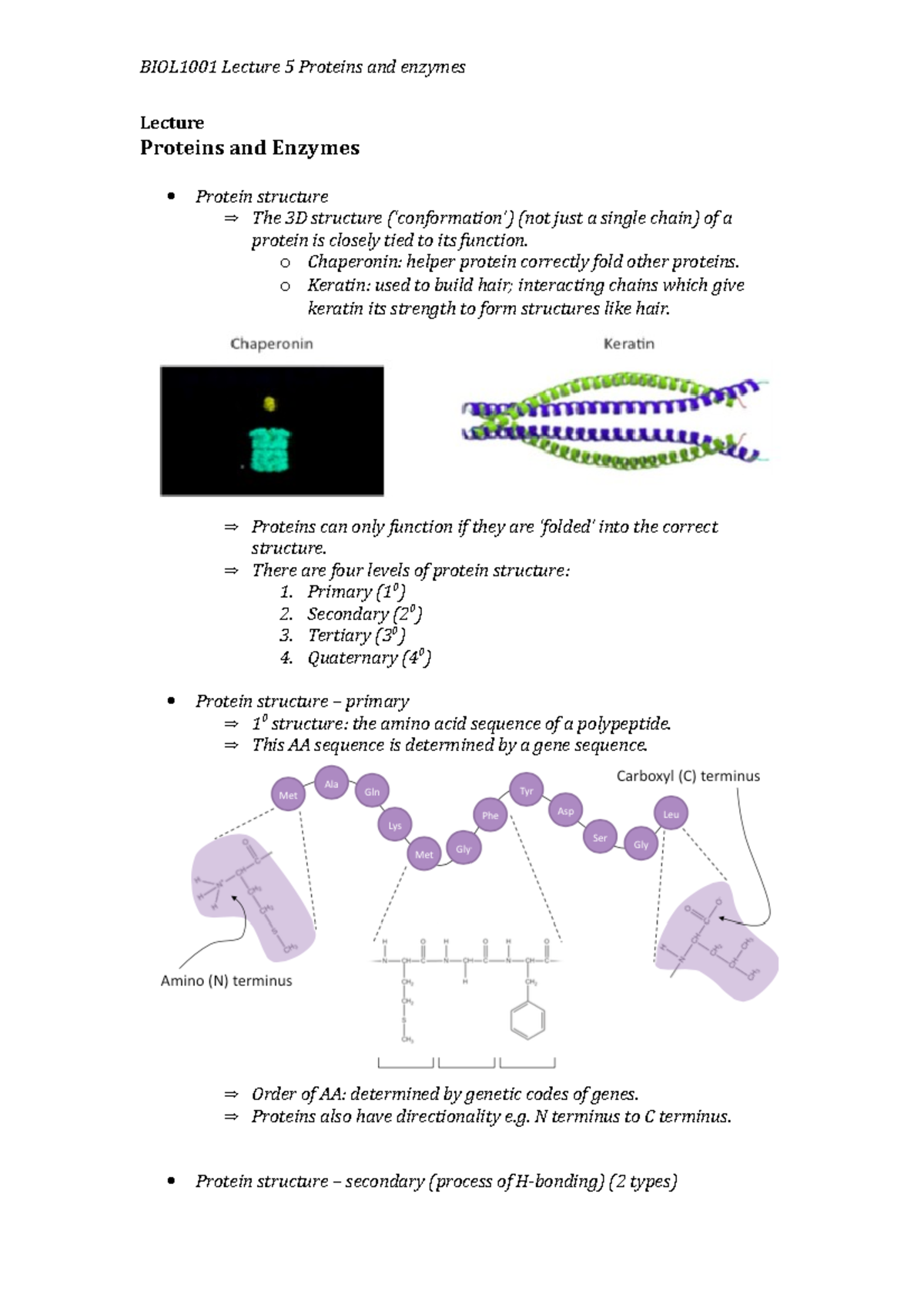 Lecture 5 Proteins and Enzymes - o Chaperonin: helper protein correctly ...