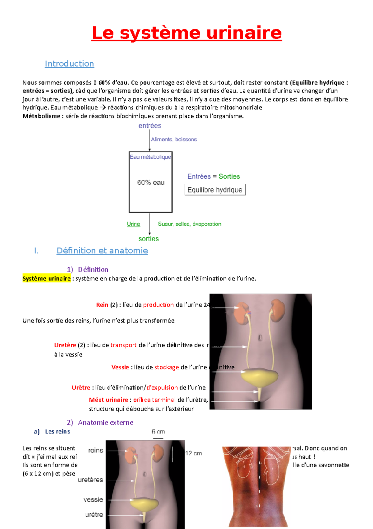 Système Urinaire - Le système urinaire Introduction Nous sommes ...