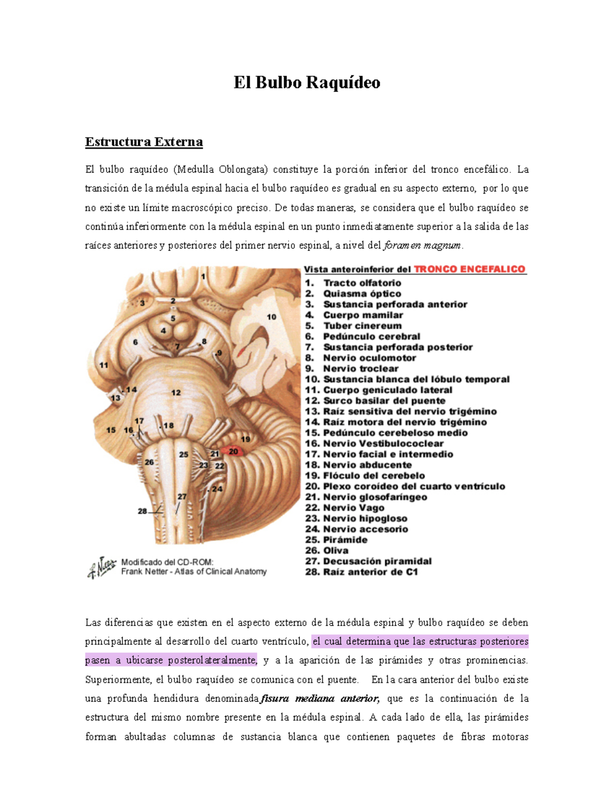 Guia - Bulbo Raquideo - El Bulbo Estructura Externa El bulbo (Medulla ...