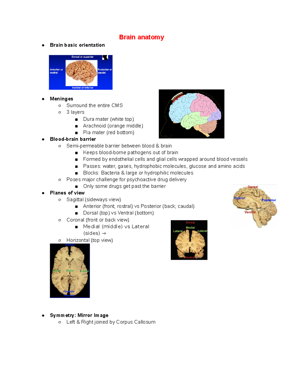 Psych 230 exam 2 notes - Brain anatomy Brain basic orientation Meninges ...