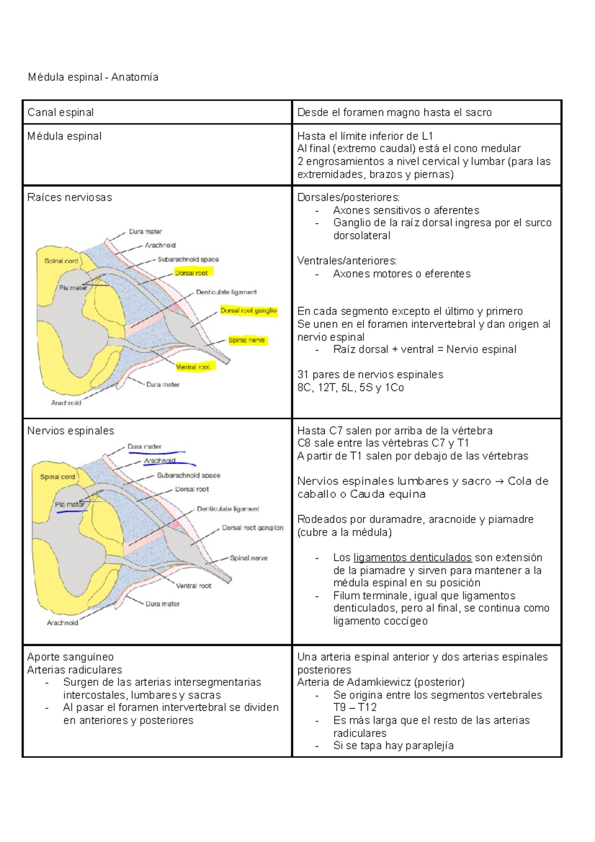Médula espinal - Anatomía - Médula espinal - Anatomía Canal espinal ...