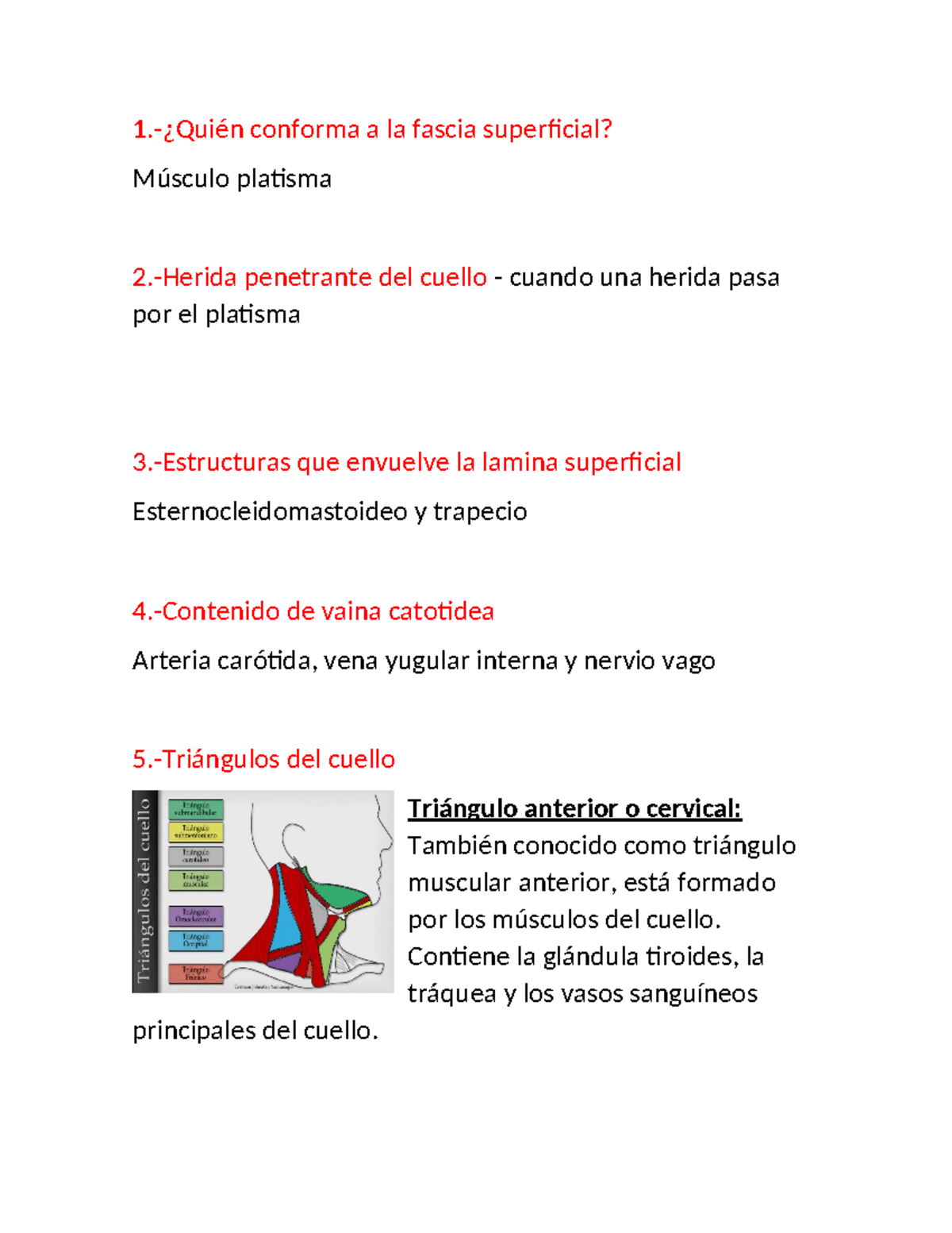 GUÍA DE Anatomía 2 Parcial - 1.-¿Quién conforma a la fascia superficial ...