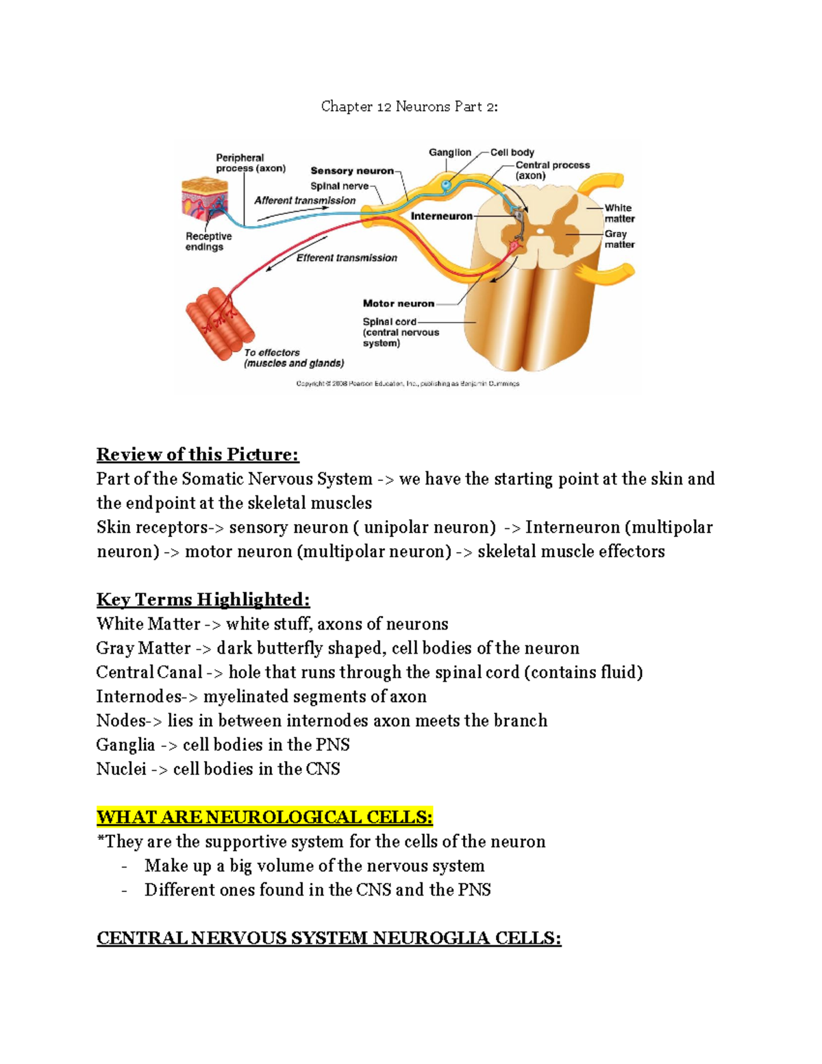 Chapter 12 AP Notes Part 2 Nervous System - Chapter 12 Neurons Part 2 ...