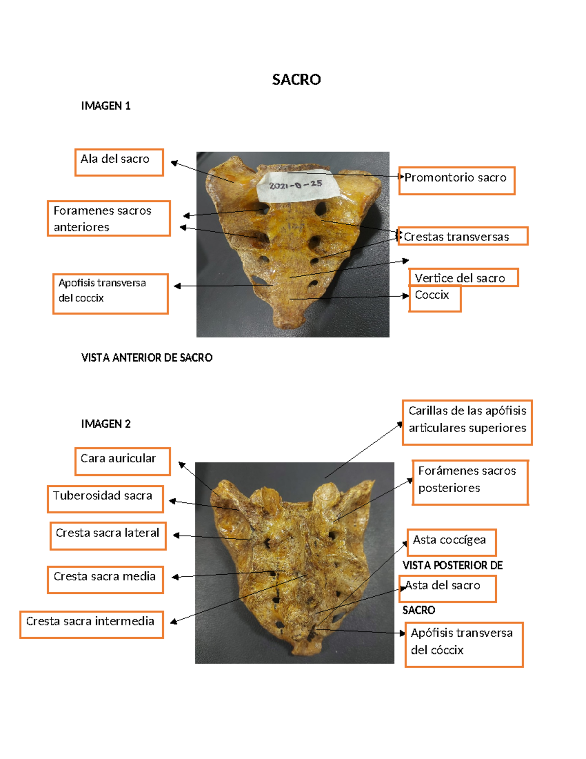 Sacro Etimologia E Significato _ Sacro Significato – YJCY