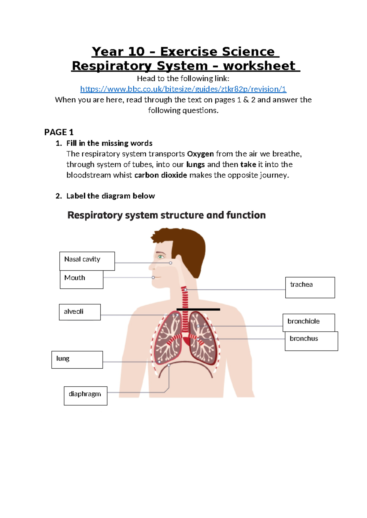 Respiratory System – worksheet - Year 10 – Exercise Science Respiratory ...