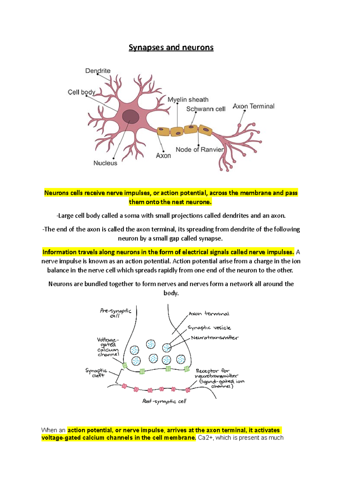 Synapses and neurons - Synapses and neurons Neurons cells receive nerve ...