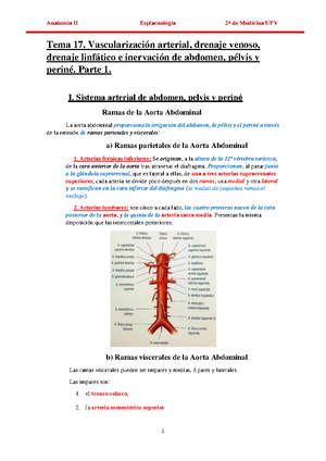 Anatomía II Tema 11 - ANATOMÍA II Tema 11. La transcavidad de los ...
