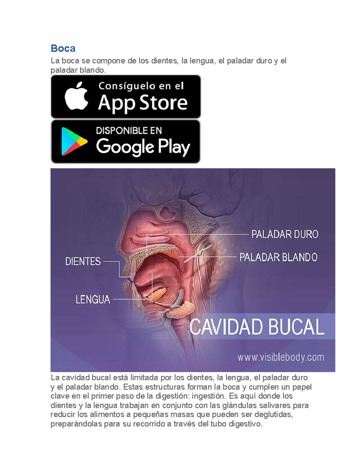 Boca - Lecture notes 3,4 y 5 - Boca La boca se compone de los dientes ...
