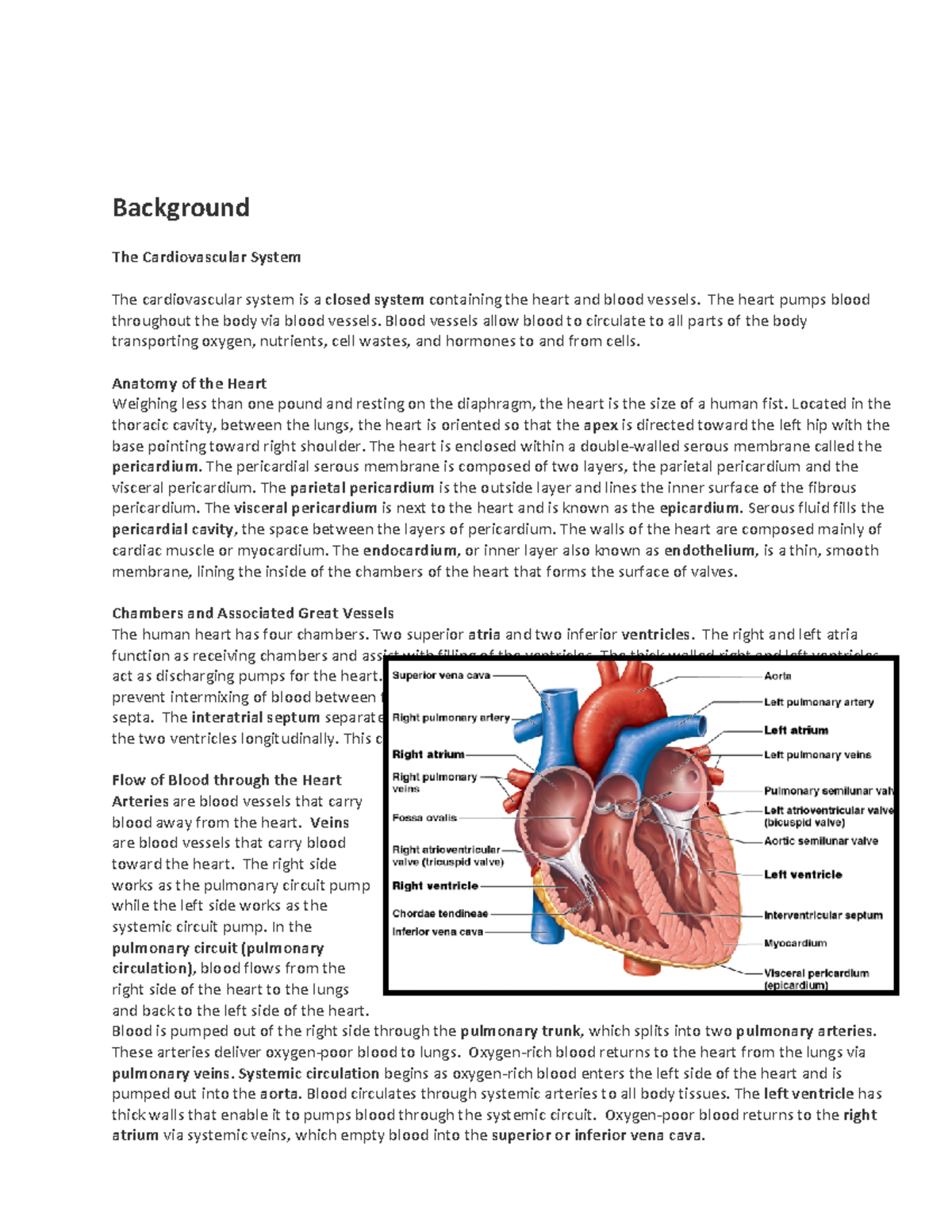 Cardiac activity - Background The Cardiovascular System The ...