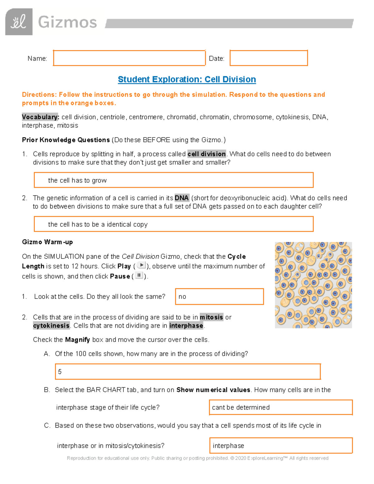 Cell cycle Gizmo - 10843835 - Name: Date: Student Exploration: Cell ...