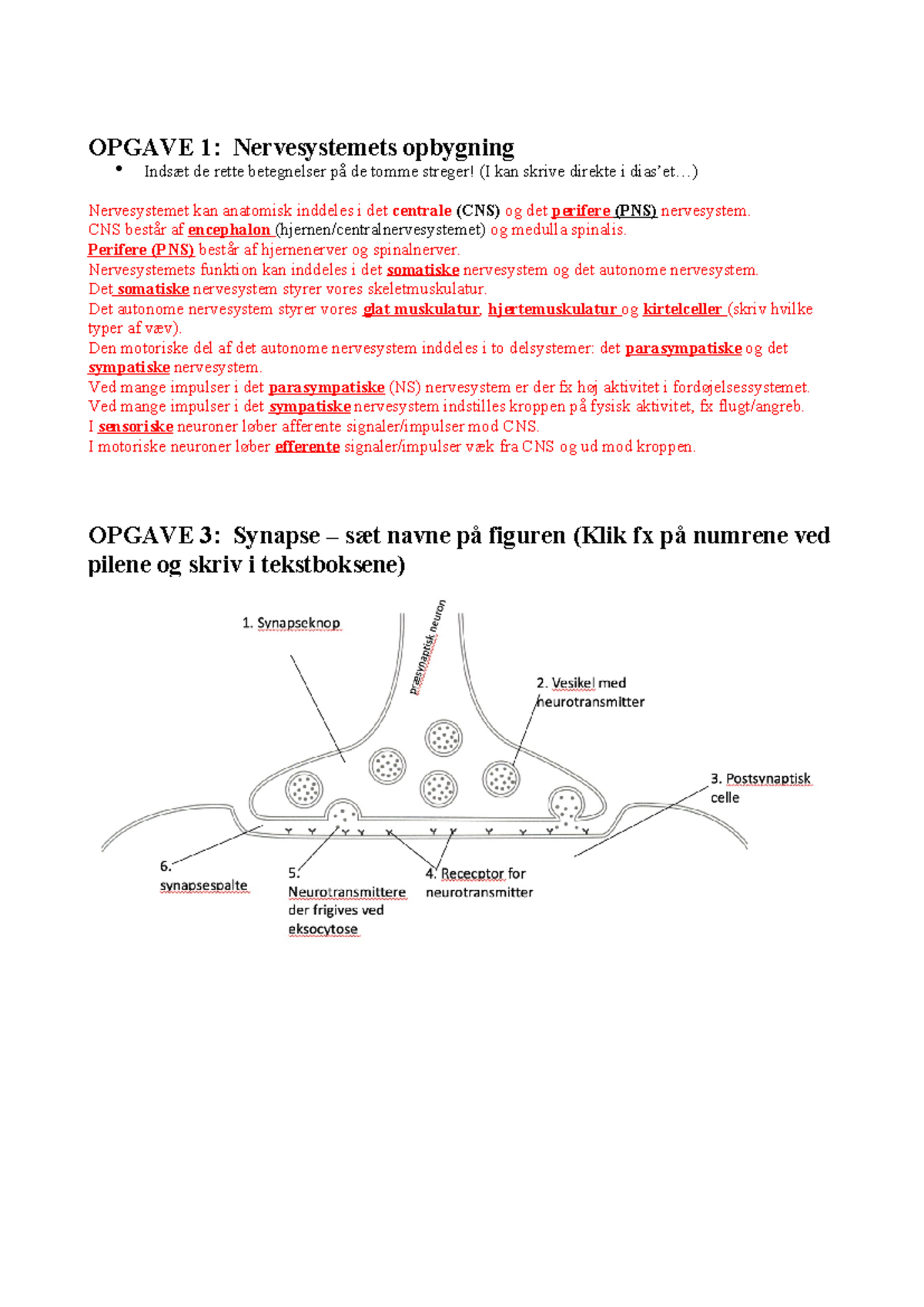 1.3 An og fys- nervesystemet 1 - OPGAVE 1: Nervesystemets opbygning Indsæt de rette betegnelser ...