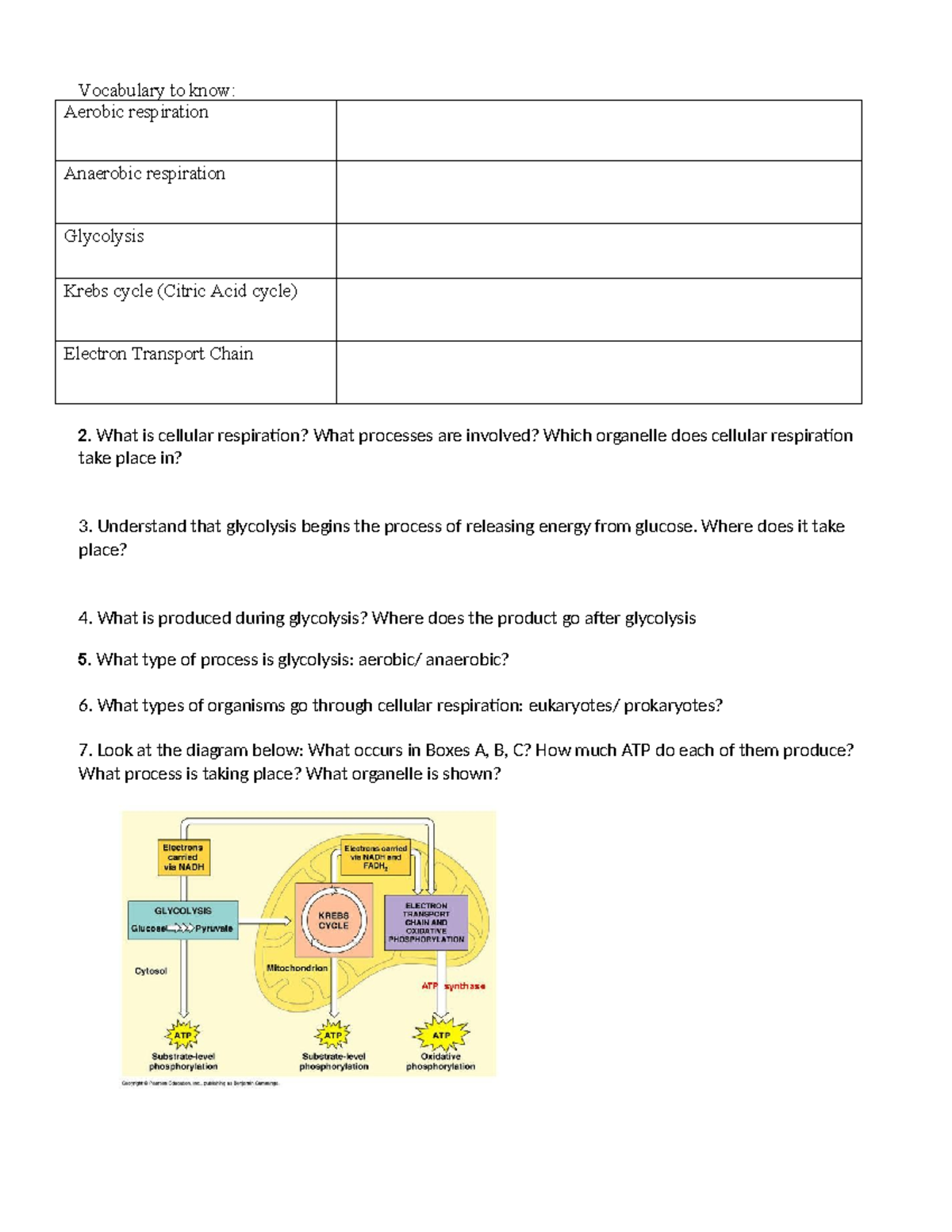 Cell Res Review - bio - Vocabulary to know: Aerobic respiration ...