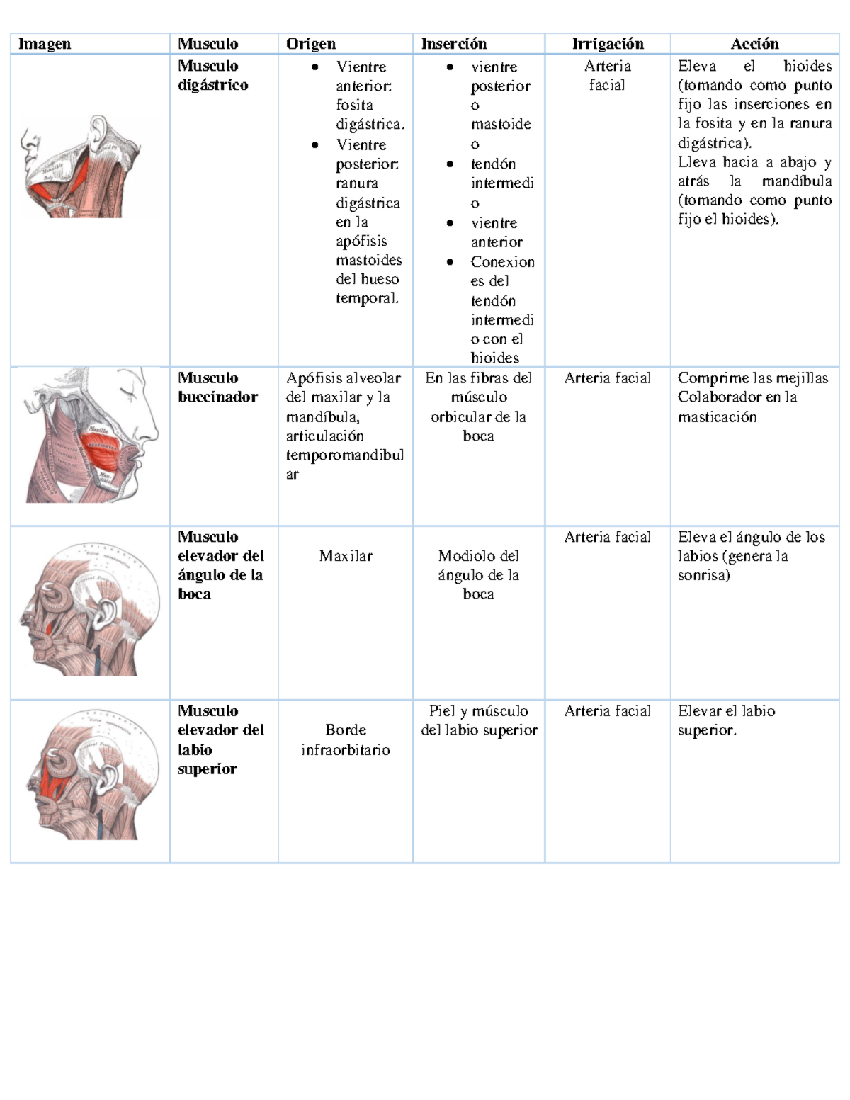 Cuadro musculos de la cabeza y el cuello - Imagen Musculo Origen Inserción Irrigación Acción ...