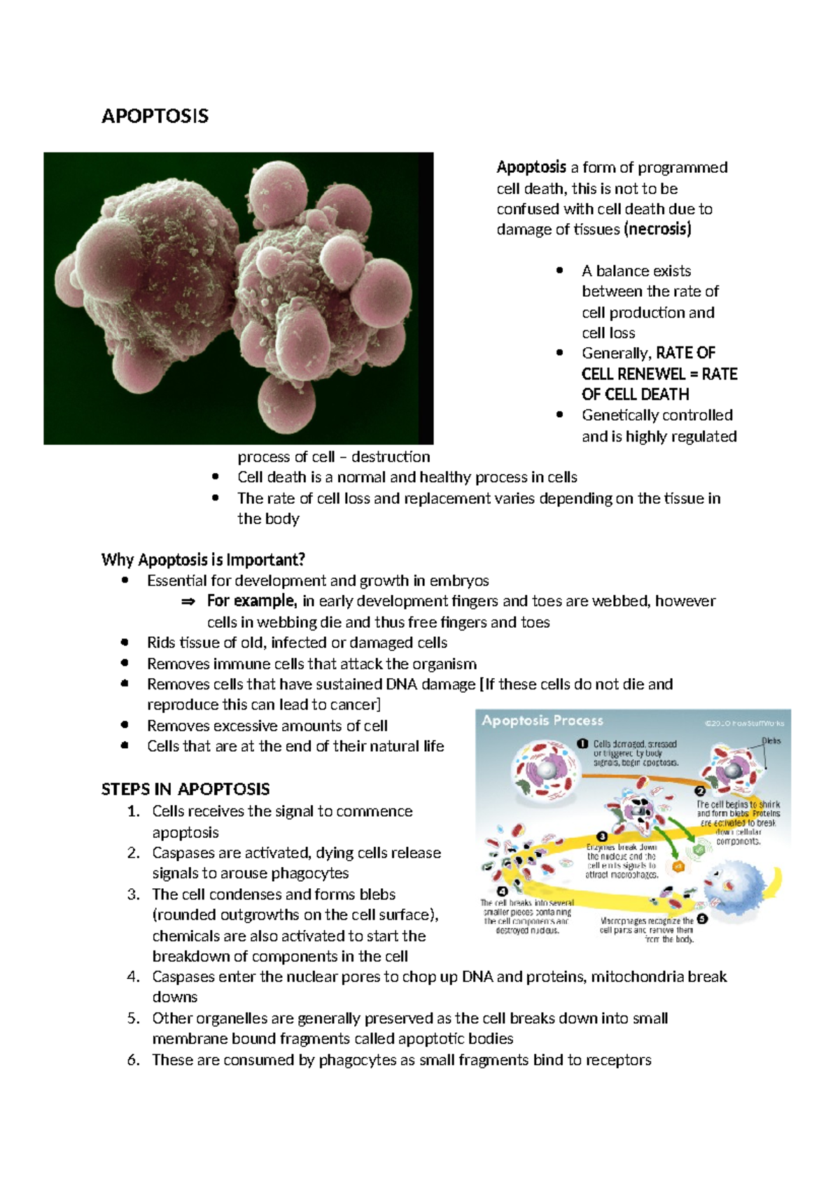 Apoptosis - Biology notes - APOPTOSIS Apoptosis a form of programmed ...