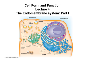 Practical 1 - cell form and function - Practical 1 (Week 2): Cells ...