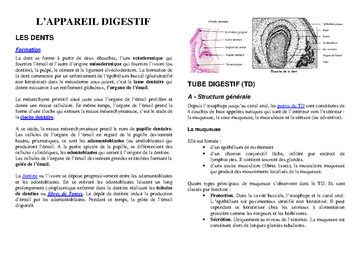 Polycop TP n°3 - Biologie animale - L’APPAREIL DIGESTIF LES DENTS ...
