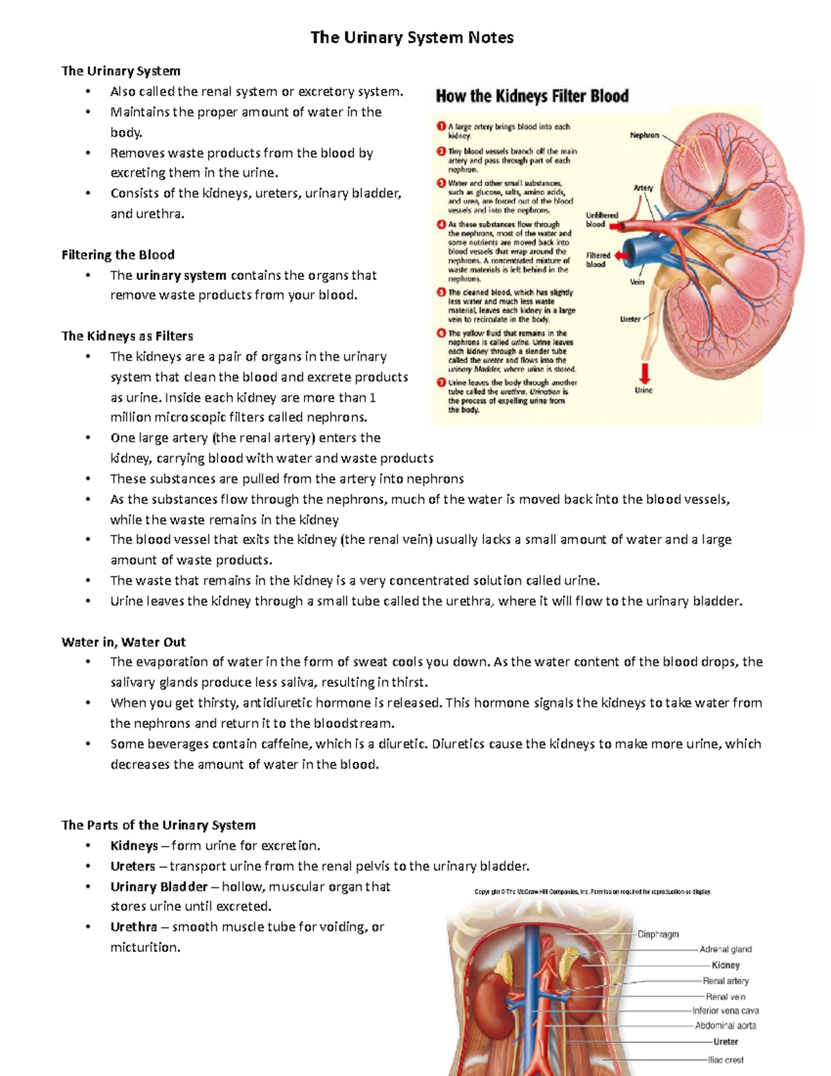 Naisha Parmar - The Urinary System Fill-in Notes - The Urinary System ...