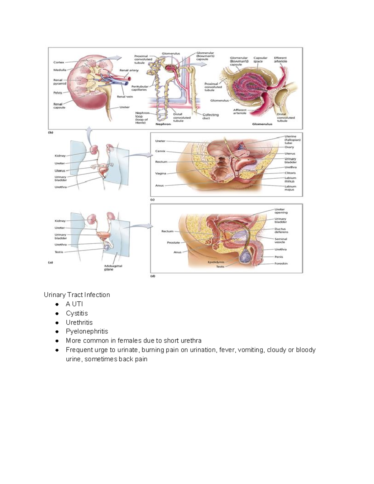 Ch 24 Diseases of the Urinary and Reproductive System - Urinary Tract ...