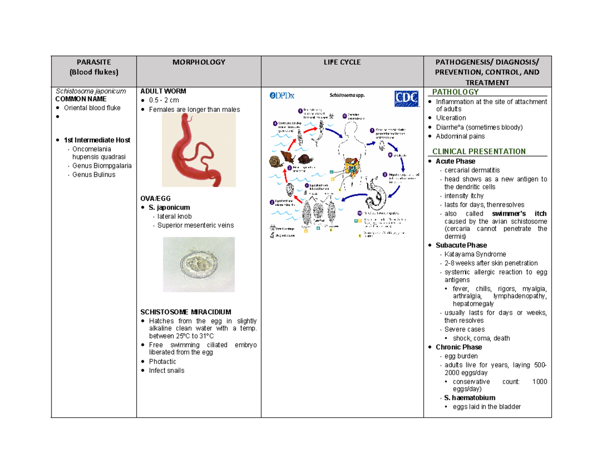 Flukes (parasitology) - PARASITE (Blood flukes) MORPHOLOGY LIFE CYCLE ...