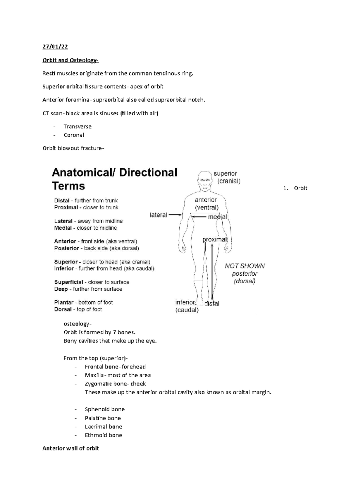 Orbit and Globe - Orthoptic notes including anatomy and physiology of ...