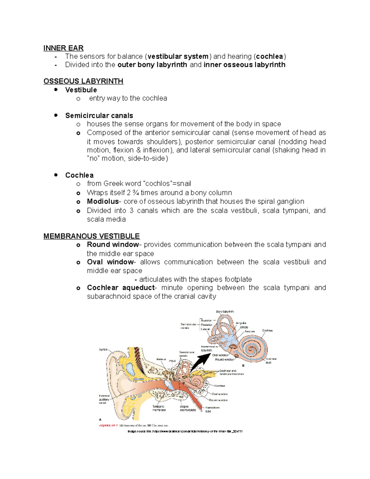 Inner EAR ana - Lecture notes 1 - INNER EAR The sensors for balance ...