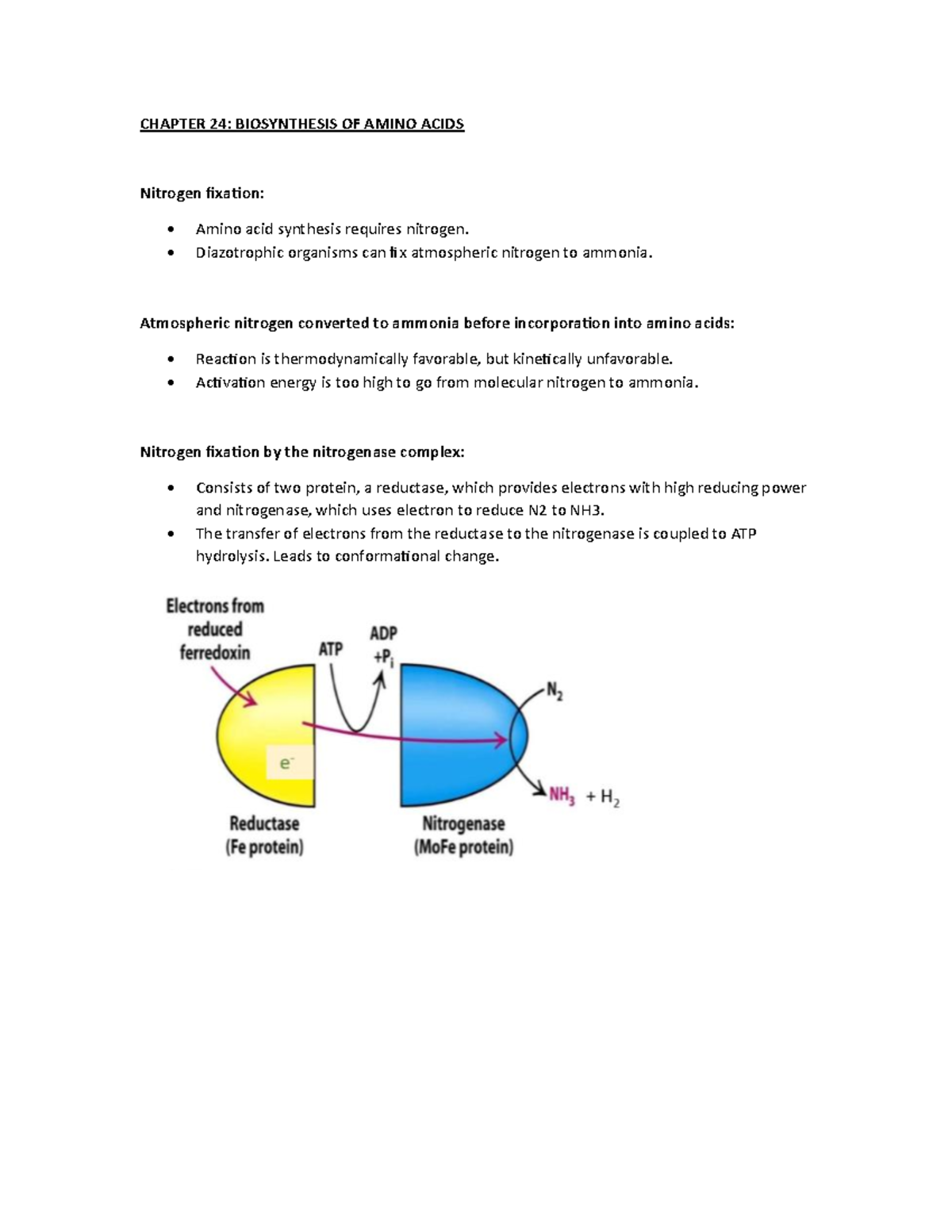 Chapter 24 Amino ACID CHEM 375 - CHAPTER 24: BIOSYNTHESIS OF AMINO ...