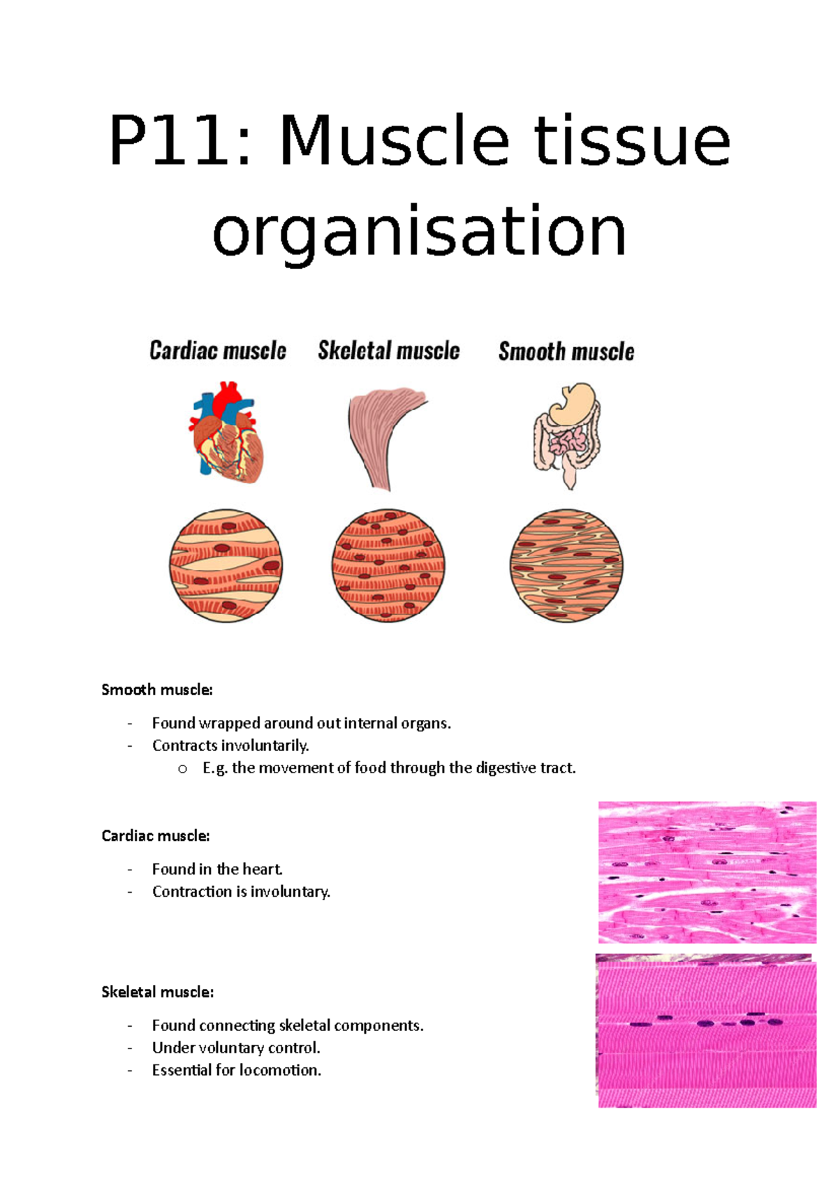 11. Muscle tissue organisation - BIOL1000 - Wits University - Studocu