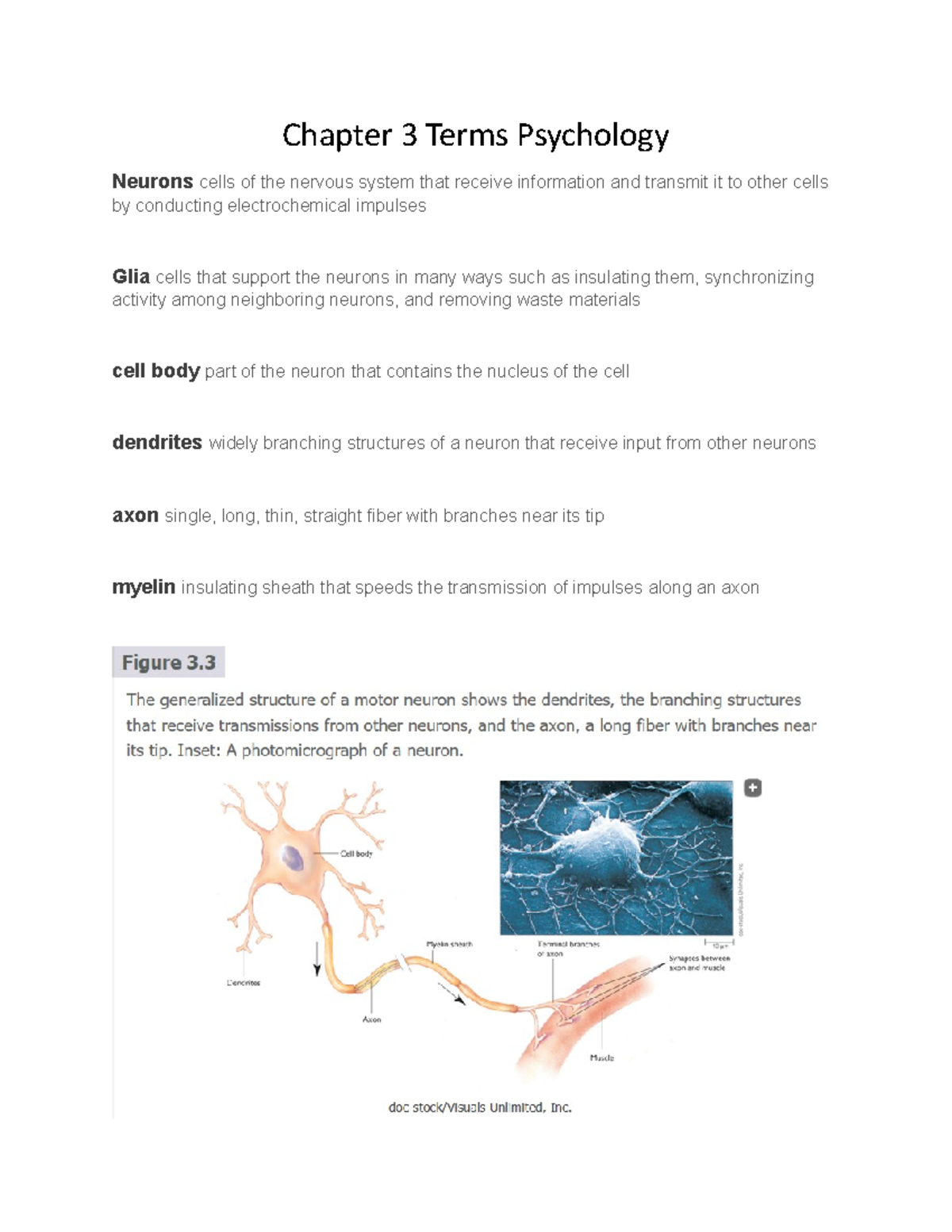Chapter 3 Terms Psychology - Chapter 3 Terms Psychology ####### Neurons ...